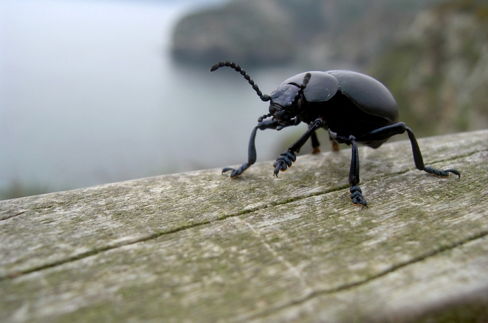 ma boîte | divers > images choisies > insectes